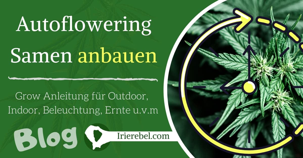 Autoflowering Samen anbauen - Outdoor & Indoor Grow Anleitung ...