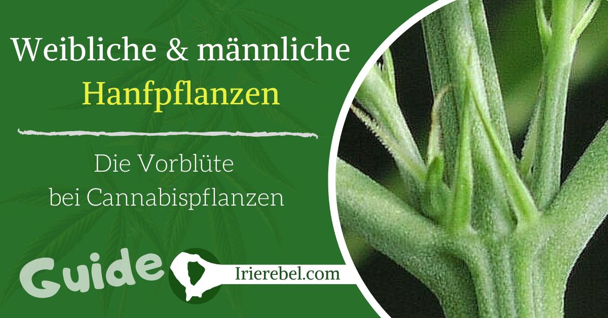 Weibliche und männliche Hanfpflanzen: Die Vorblüte bei Cannabispflanzen - Irierebel - Der Löwe ...