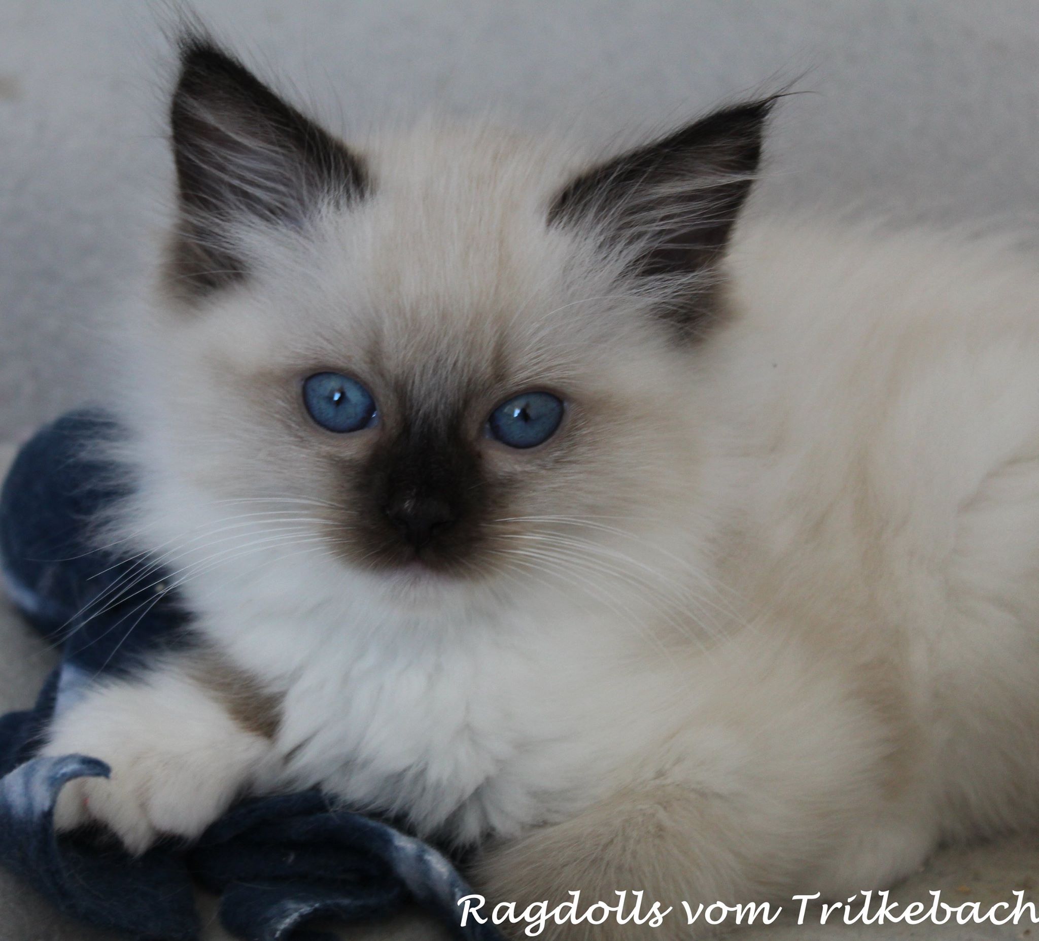 Willkommen - ragdolls-vom-trilkebachs Webseite!