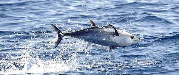 Manta acoge el II Foro de Sostenibilidad del Atún - Revista LA GENTE de ...