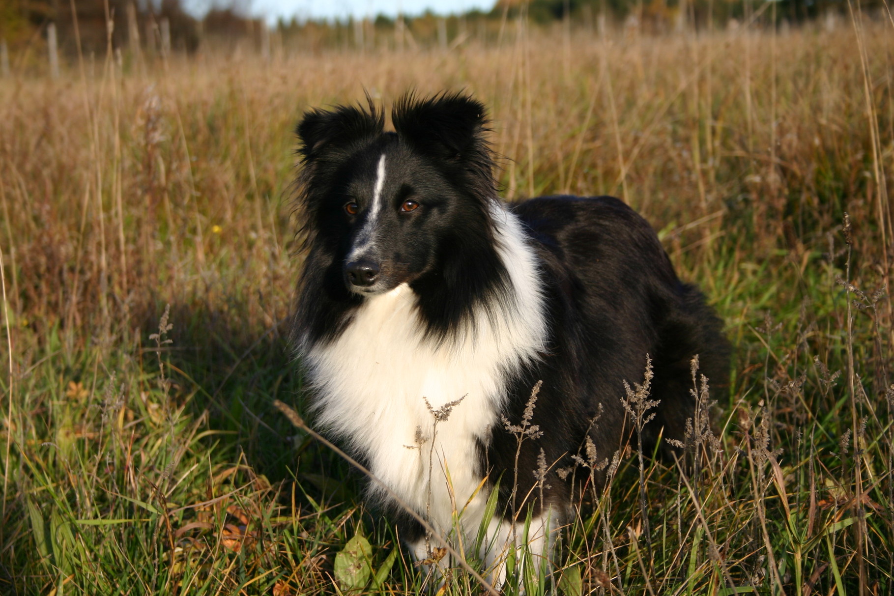 Sheltie Angel - littleblackfox-shelties Webseite!