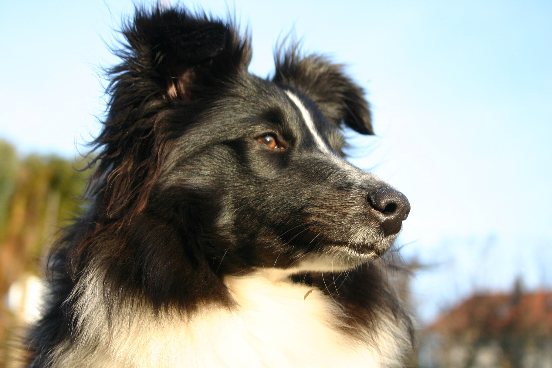 Sheltie Angel - littleblackfox-shelties Webseite!