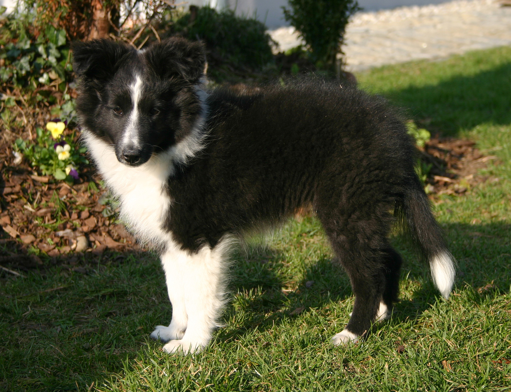 Sheltie Angel - littleblackfox-shelties Webseite!