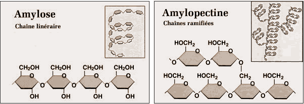 Observation de l'amidon de mais - TPE sur le Mélange Eau/Maïzena