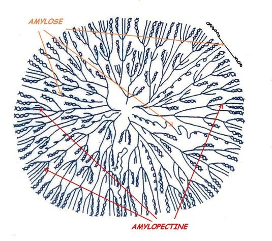 Observation de l'amidon de mais - TPE sur le Mélange Eau/Maïzena