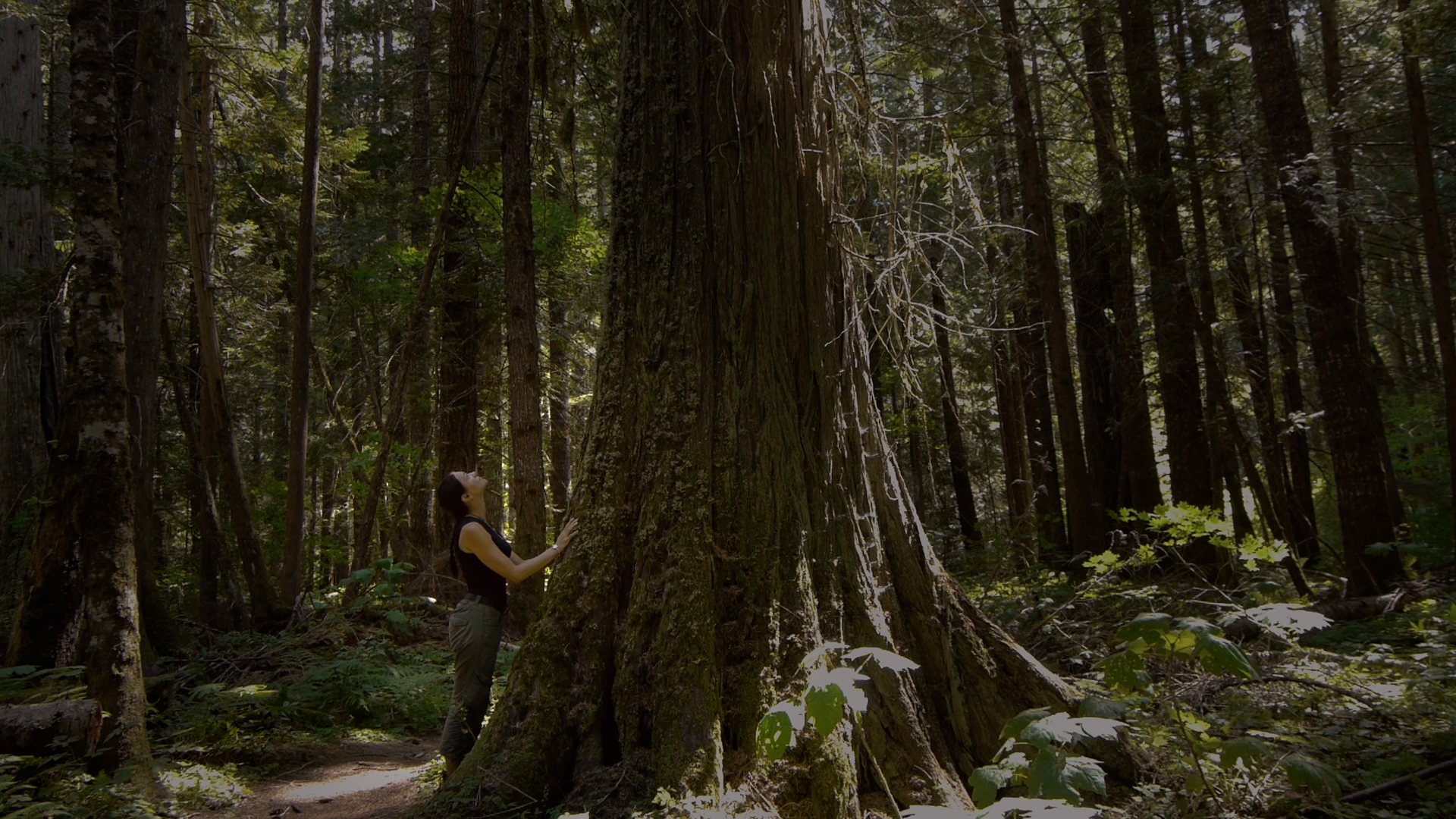 DE - intelligent-trees