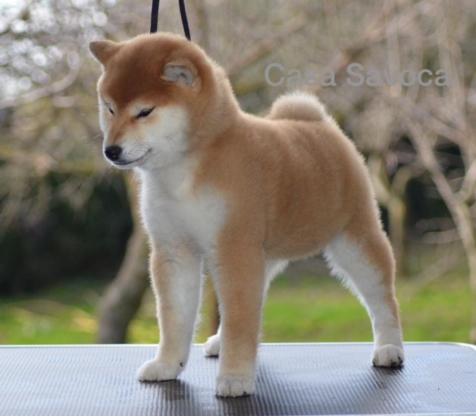 SHIBA INU Cuccioli - Allevamento Shiba Inu di Casa Savoca