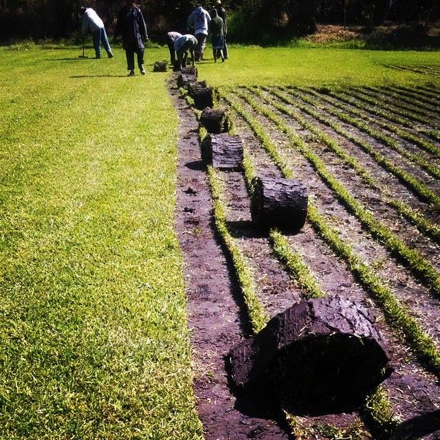 Pasto en rollo morelos - Página web de pastoenrollomorelos