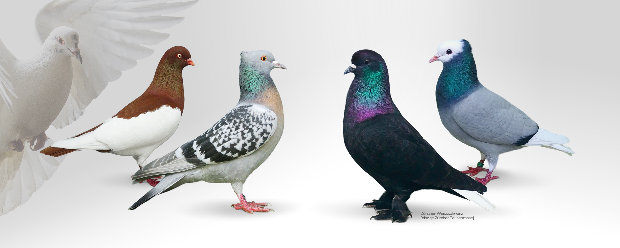 Rassetauben - kleintiere-zuerichs Webseite!