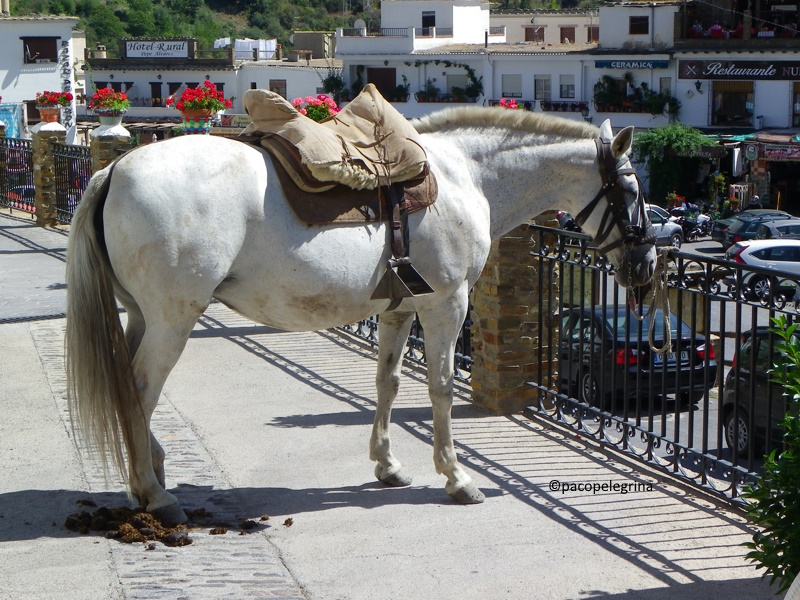 CABALLO o YEGUA (Equus ferus caballus) - pacopelegrina