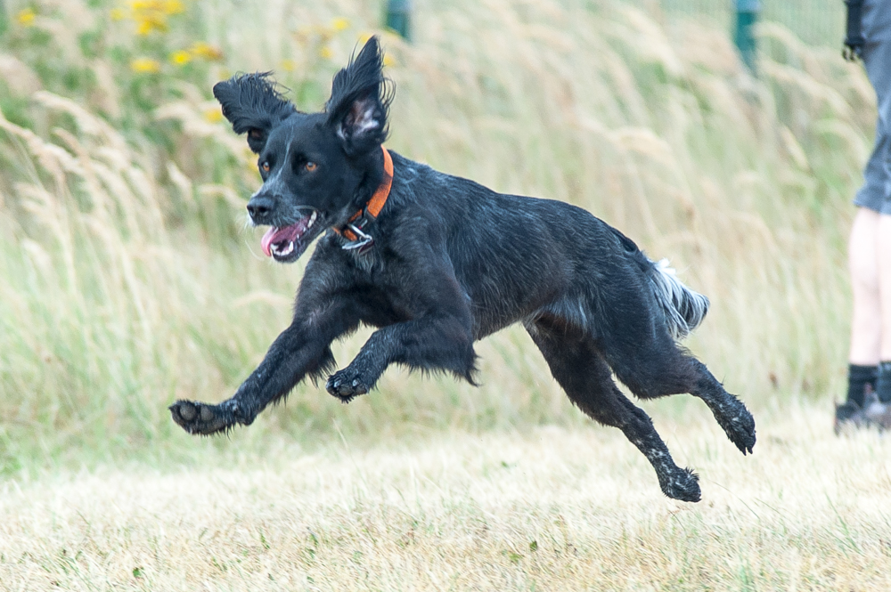 Schutz - und Gebrauchshundesportverband e.V. (SGSV) - hsc-happyteamss ...
