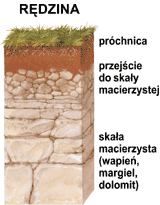 Rodzaje gleb w Polsce - przyrodalekcje