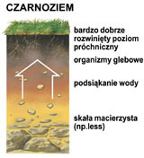 Rodzaje gleb w Polsce - przyrodalekcje