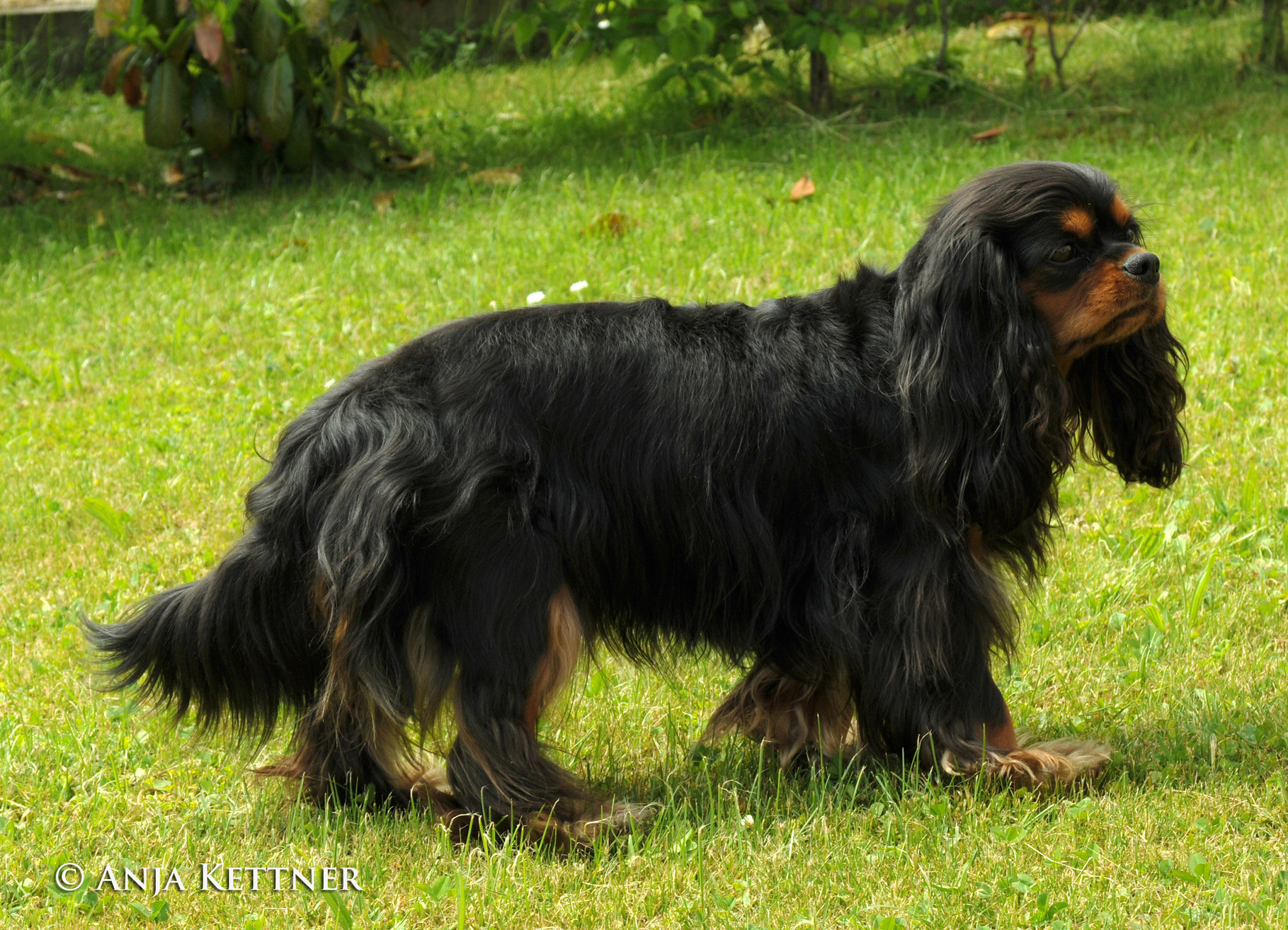 CKCS - Lechwehr Cavaliere / Cavalier King Charles Spaniel vom Lechwehr