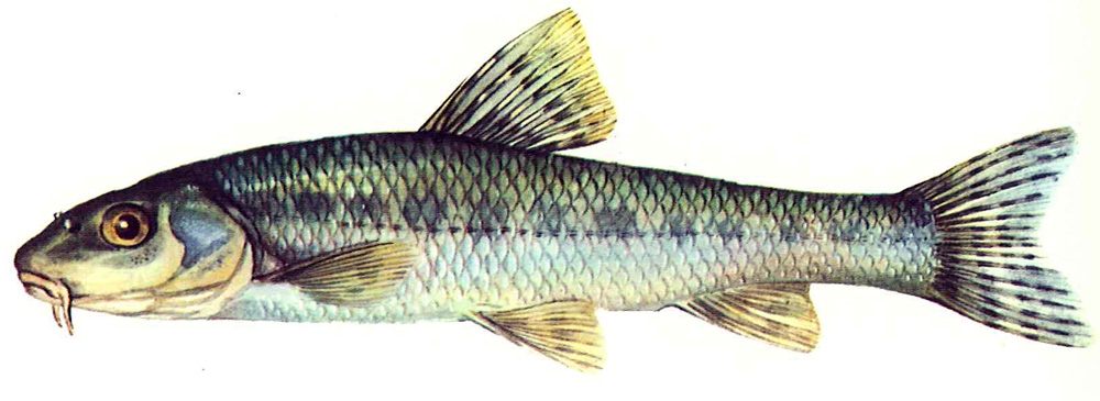 GOUJON - Site de aappma-valleedupetitmorin