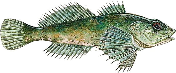 CHABOT - Site de aappma-valleedupetitmorin