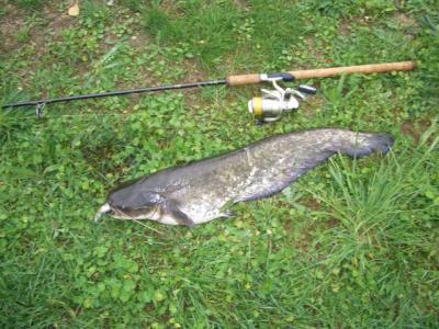 SILURE GLANE - Site de aappma-valleedupetitmorin