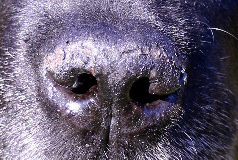 Hereditäre Nasale Parakeratose (HNPK) - Labrador Retriever