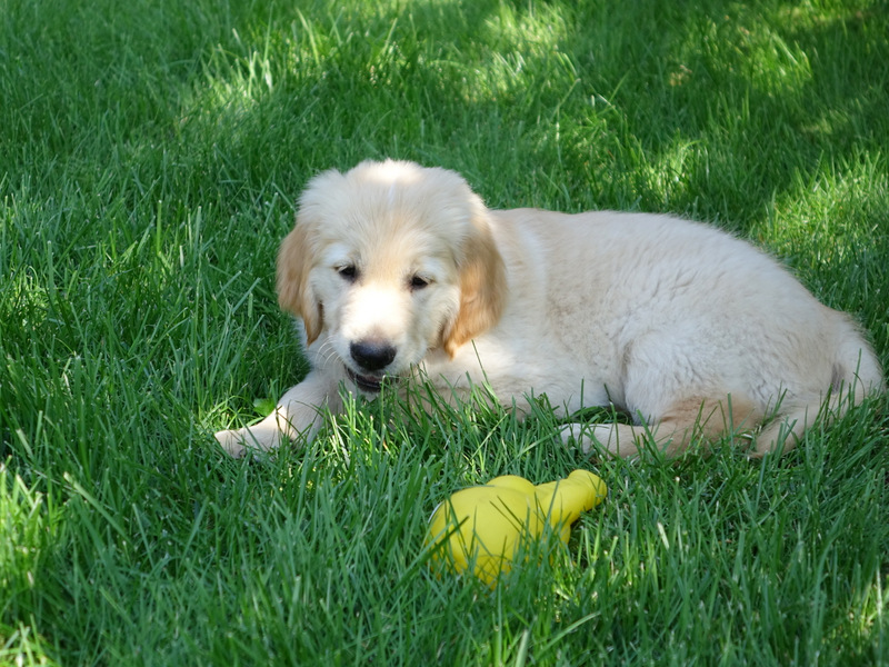 Heute zieht Merlin bei uns ein! - Labrador Retriever