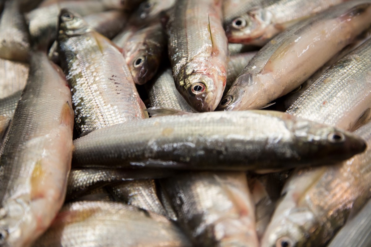 Home - Fischerei und Forellenzucht Meggen - Fisch von Hofer Nils