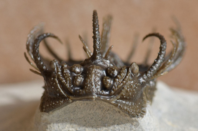 Trilobites - Trilobites de Marruecos - Moroccan trilobites