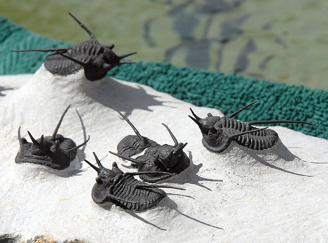 Trilobites - Trilobites de Marruecos - Moroccan trilobites