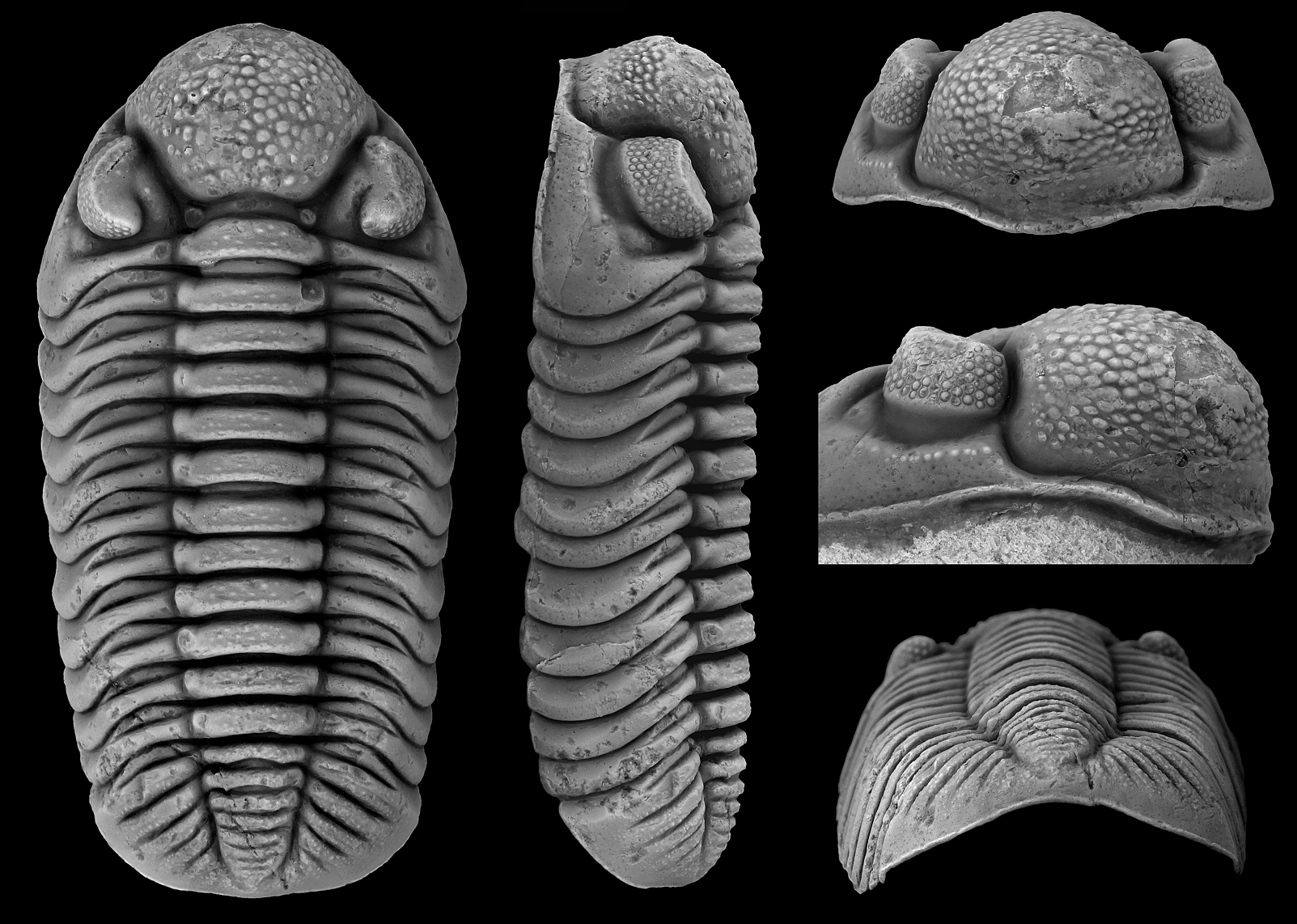 Trilobites - Trilobites de Marruecos - Moroccan trilobites