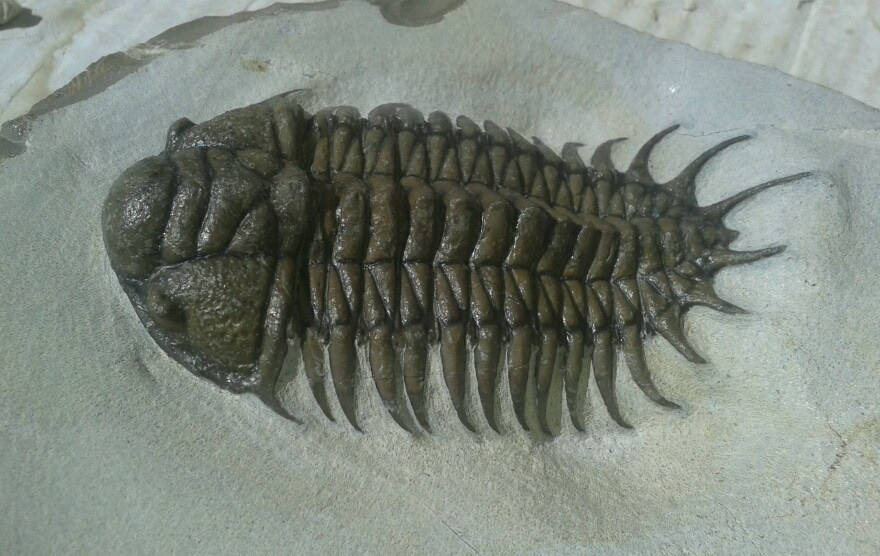 Trilobites - Trilobites de Marruecos - Moroccan trilobites