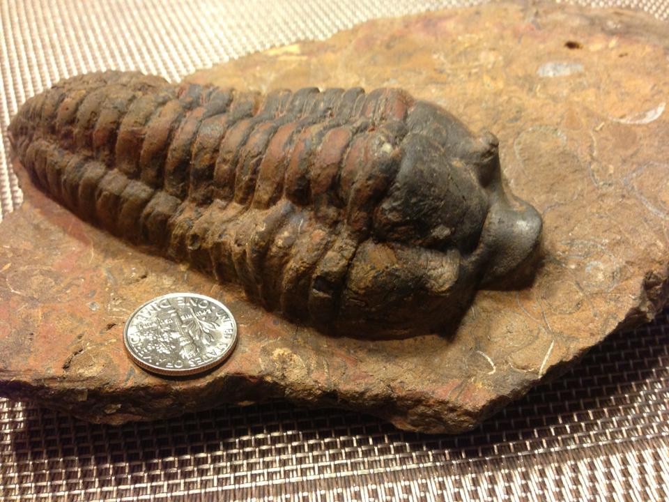 Trilobites - Trilobites de Marruecos - Moroccan trilobites