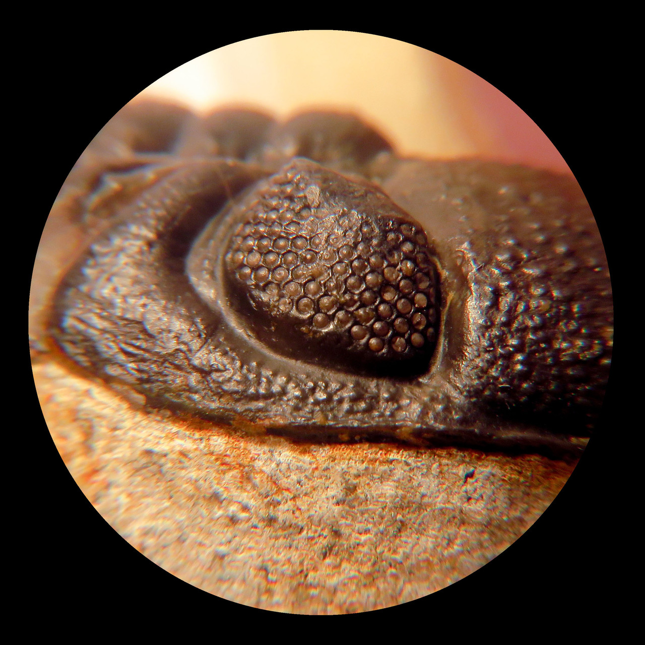 Trilobites - Trilobites de Marruecos - Moroccan trilobites