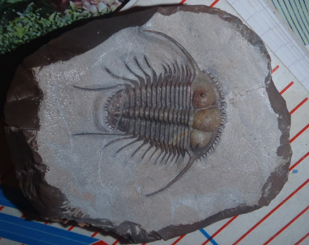 Trilobites - Trilobites de Marruecos - Moroccan trilobites