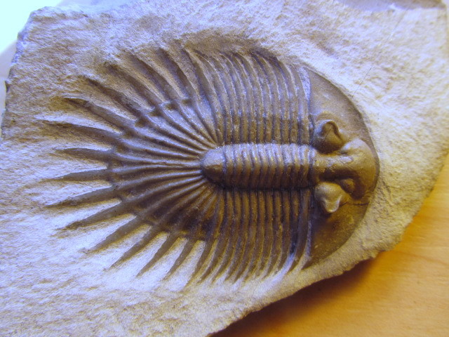 Trilobites - Trilobites de Marruecos - Moroccan trilobites