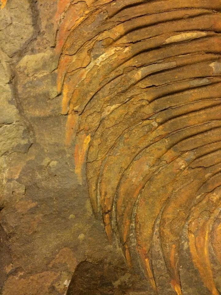 Trilobites - Trilobites de Marruecos - Moroccan trilobites