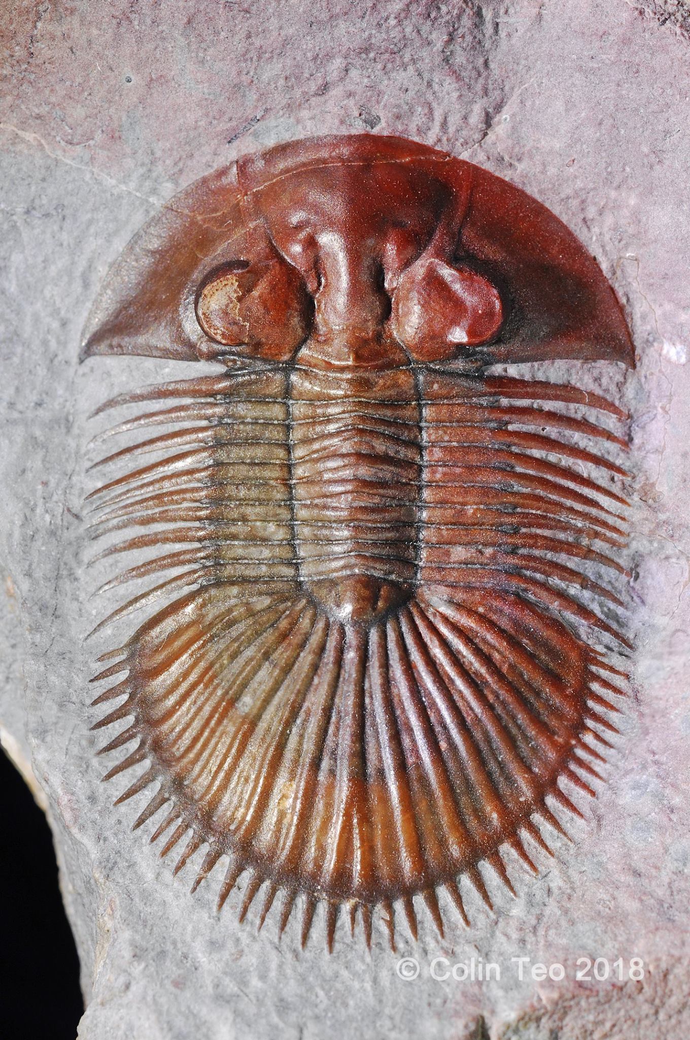 Trilobites - Trilobites de Marruecos - Moroccan trilobites