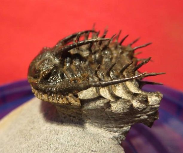 Trilobites - Trilobites de Marruecos - Moroccan trilobites