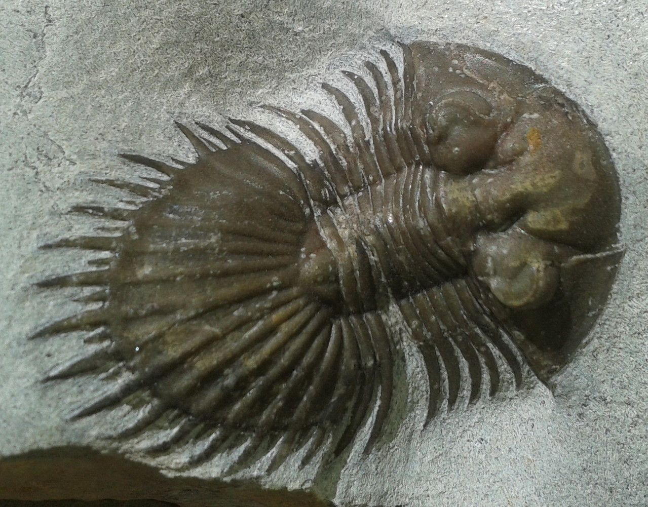 Trilobites - Trilobites de Marruecos - Moroccan trilobites