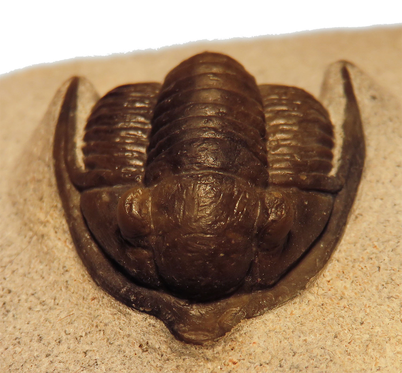 Trilobites - Trilobites de Marruecos - Moroccan trilobites