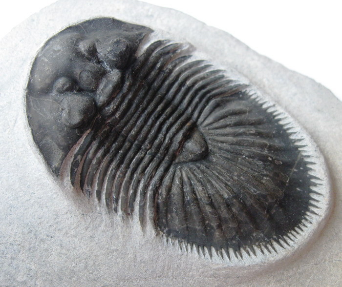 Trilobites - Trilobites de Marruecos - Moroccan trilobites