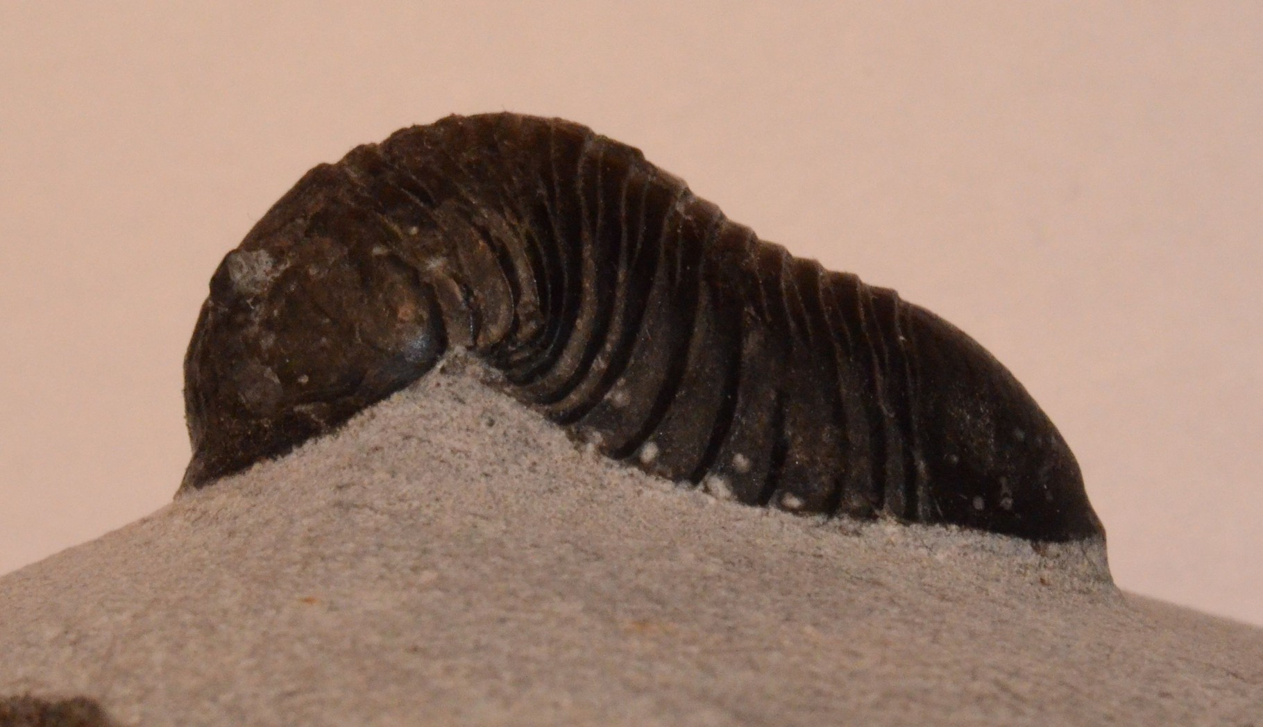 Trilobites - Trilobites de Marruecos - Moroccan trilobites
