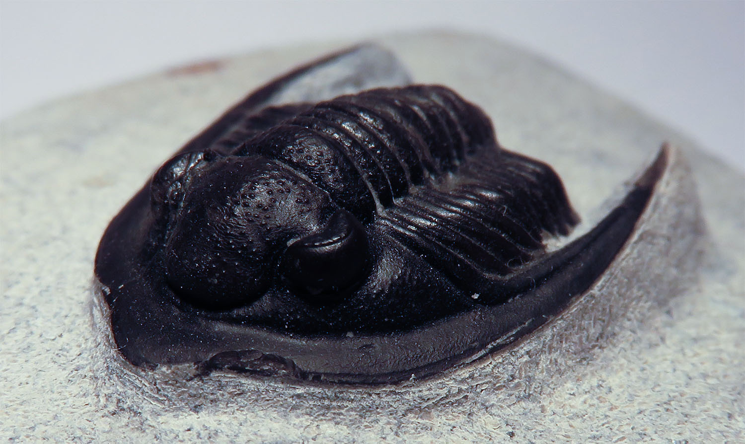 Trilobites - Trilobites de Marruecos - Moroccan trilobites