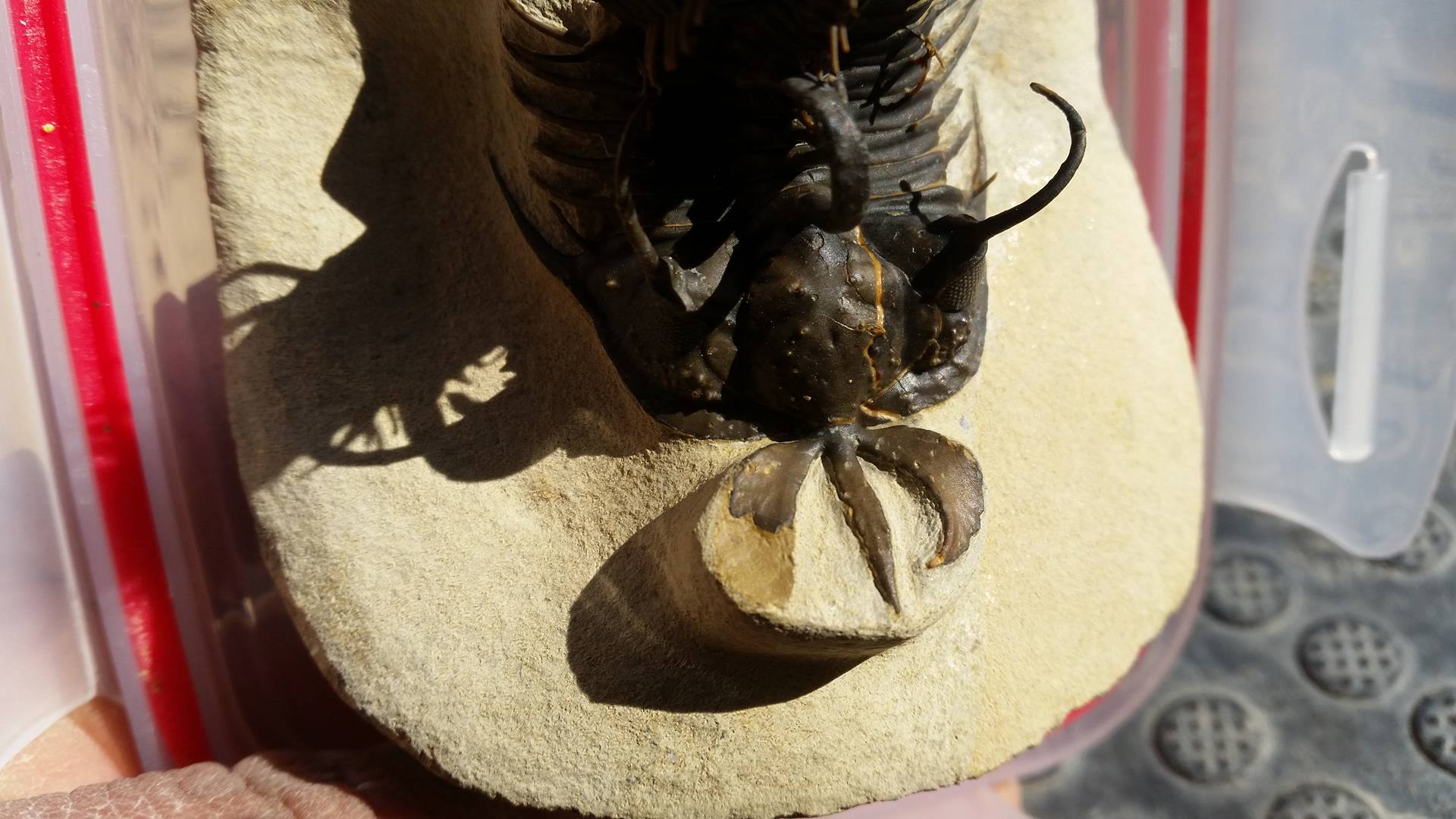 Trilobites - Trilobites de Marruecos - Moroccan trilobites