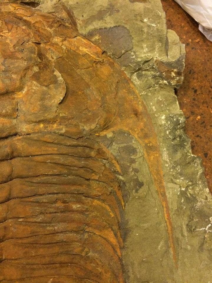 Trilobites - Trilobites de Marruecos - Moroccan trilobites