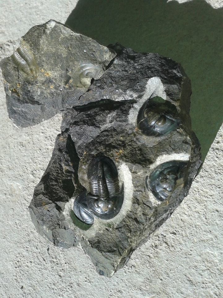 Trilobites - Trilobites de Marruecos - Moroccan trilobites