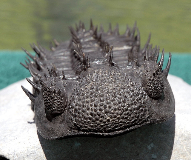 Trilobites - Trilobites de Marruecos - Moroccan trilobites