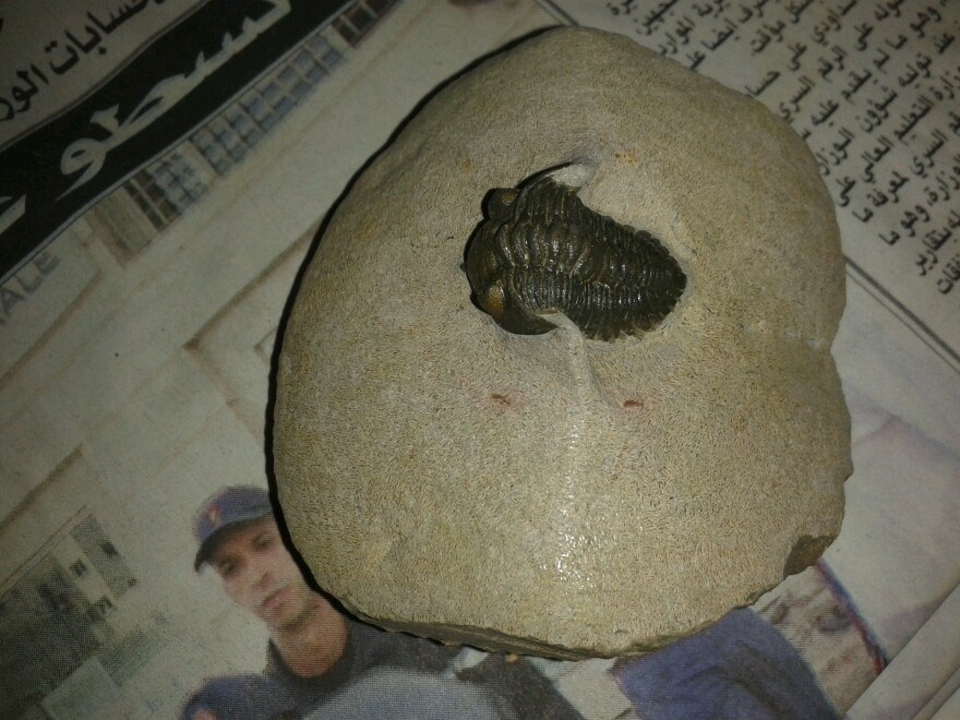 Trilobites - Trilobites de Marruecos - Moroccan trilobites