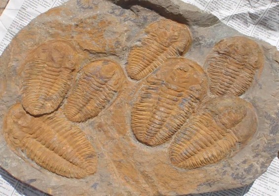 Trilobites - Trilobites de Marruecos - Moroccan trilobites