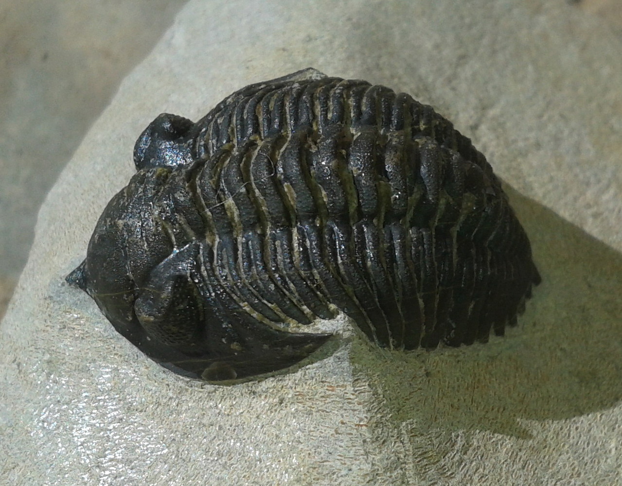 Trilobites - Trilobites de Marruecos - Moroccan trilobites