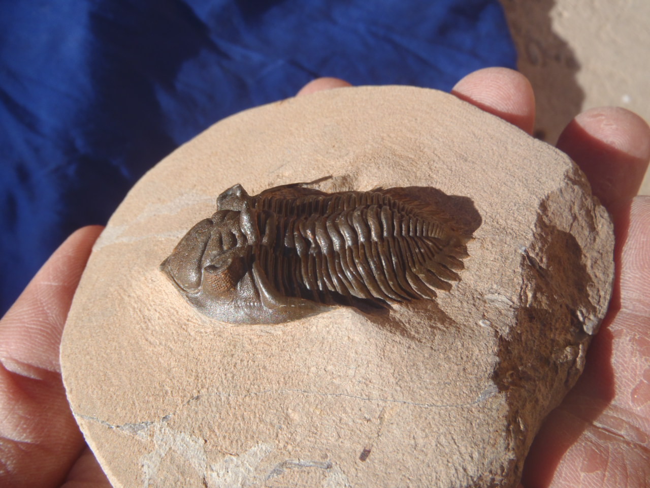 Trilobites - Trilobites de Marruecos - Moroccan trilobites