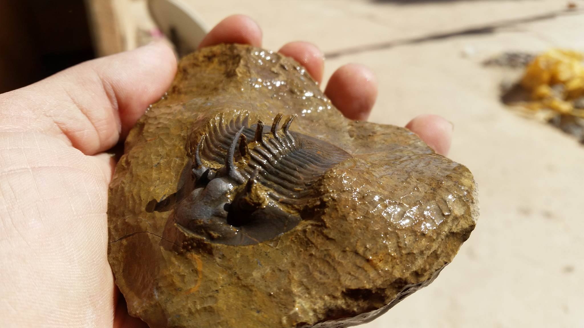 Trilobites - Trilobites de Marruecos - Moroccan trilobites
