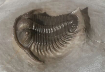 Trilobites - Trilobites de Marruecos - Moroccan trilobites